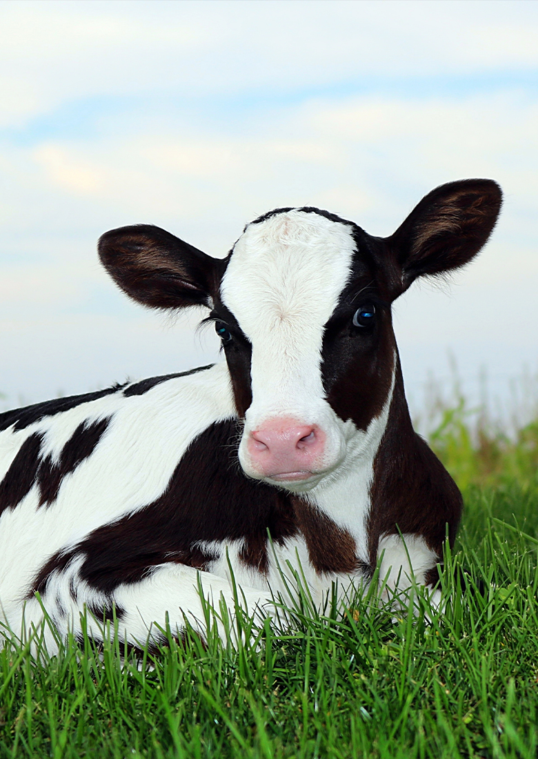 About – Eagle Global